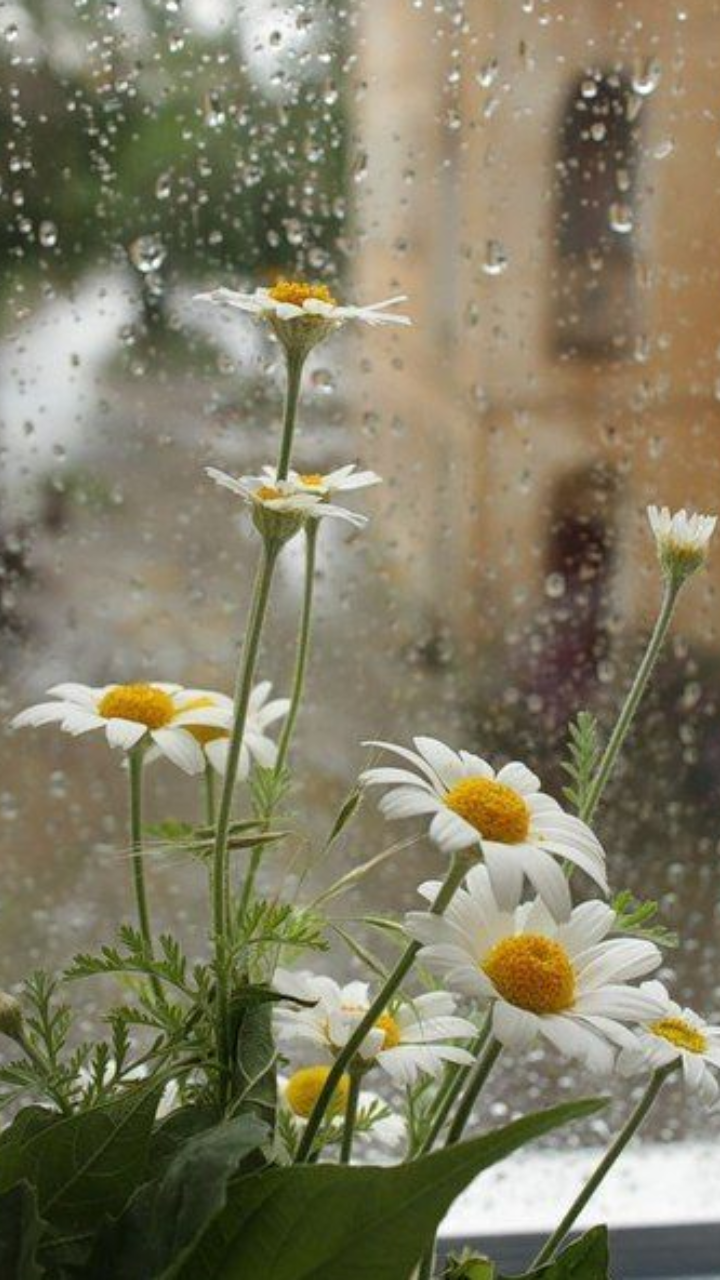 Goodmorning Image Rain