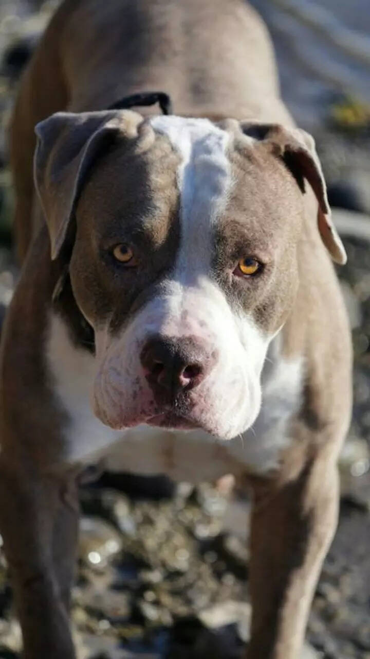Top 10 Most Dangerous Dog Breeds In The World