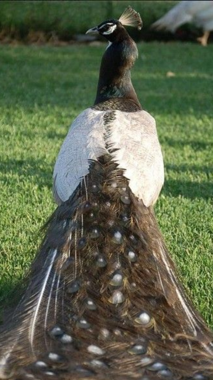 Types Of Peacocks Peafowl | San Diego Zoo Animals & Plants