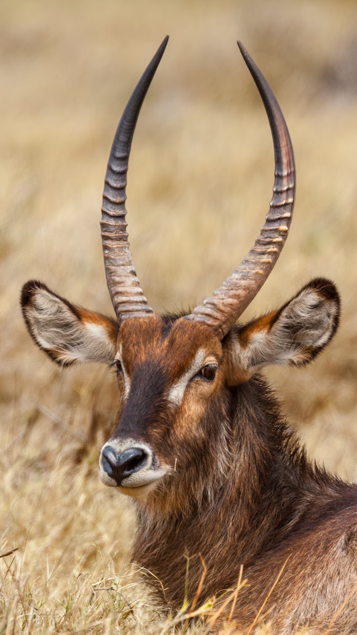 What Animals Have Big Horns
