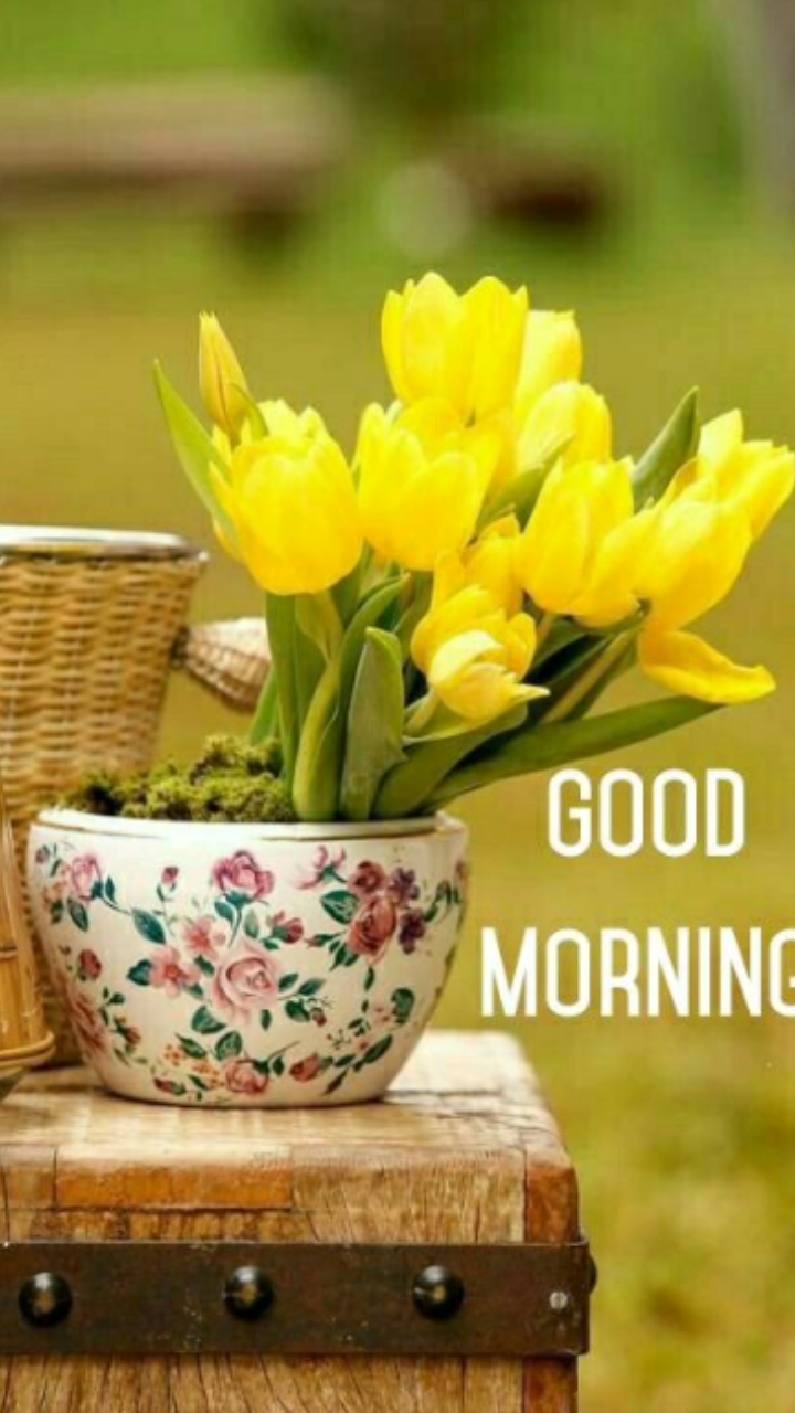 Beautiful Good Morning Images Of Flowers 20,300+ Good Morning Flowers