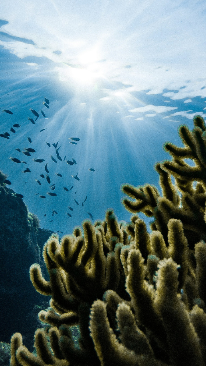 Under Sea Plants 7 Beautiful Underwater Plants: Red Sea Whip, Anemone,