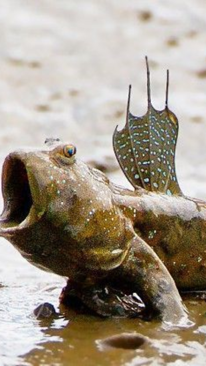 Animals Covered In Mud