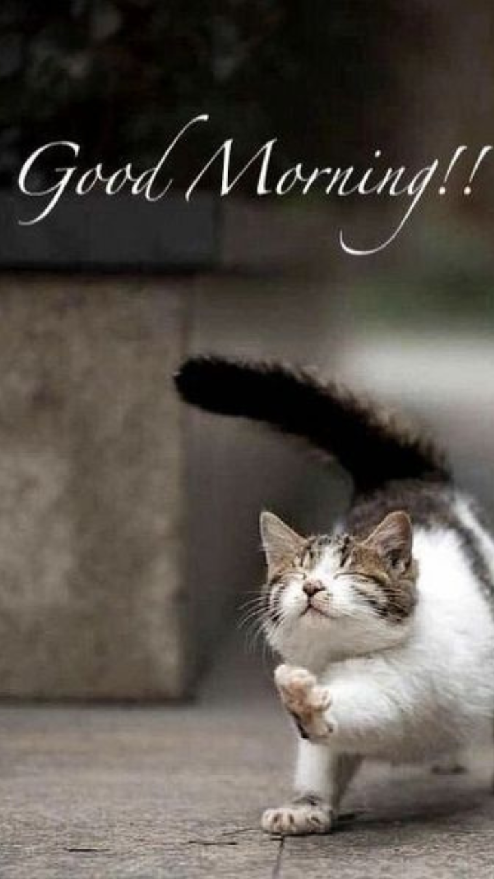 Good Morning Images Of Cats Lolcats Good Morning LOL At Funny Cat