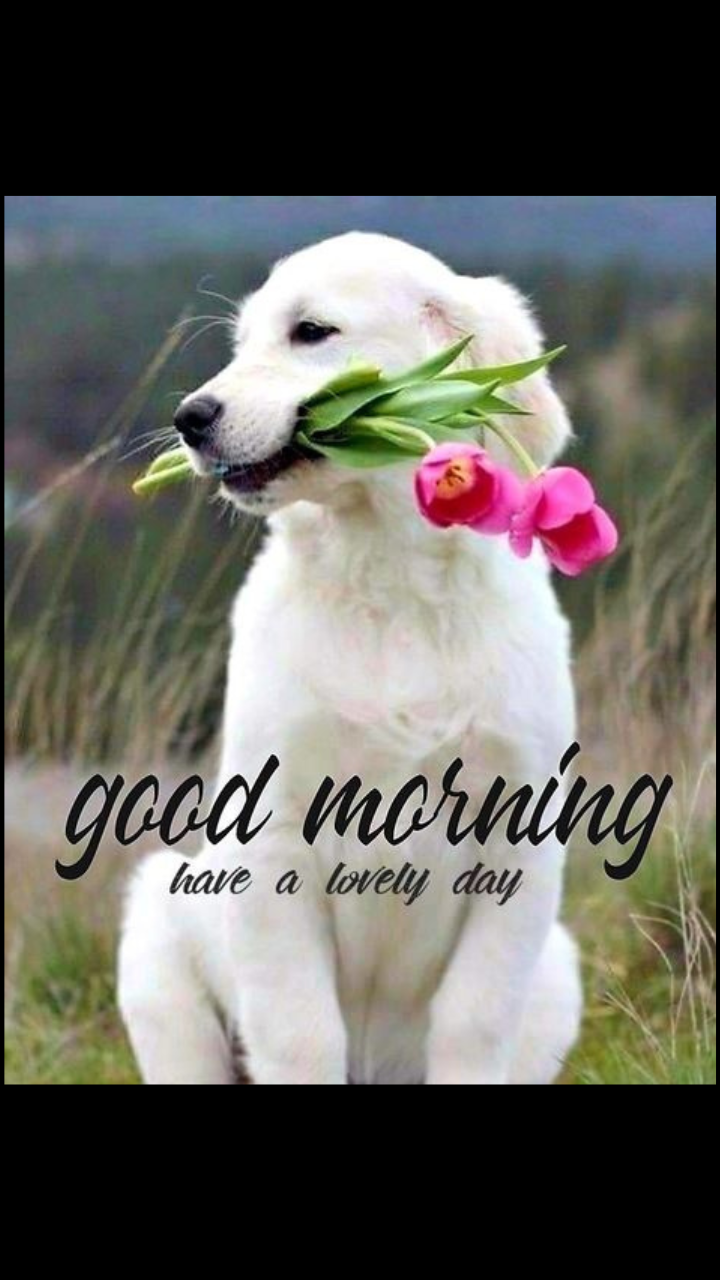 Good Morning Dog Pics