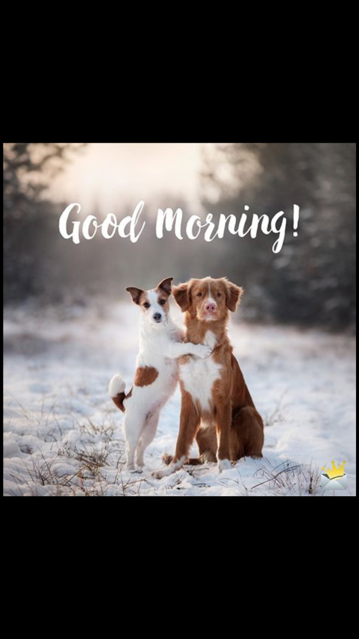 Good Morning Images Of Animals Animals Greeting Good Morning Wishes