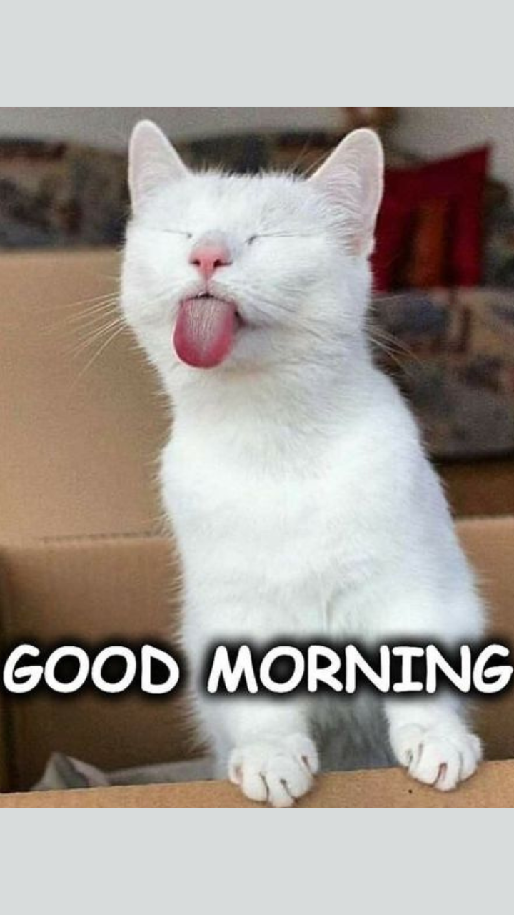 Good Morning Funny Cat