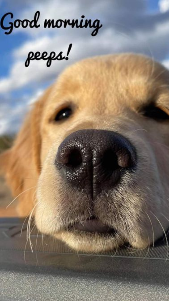 Cute Good Morning Dog