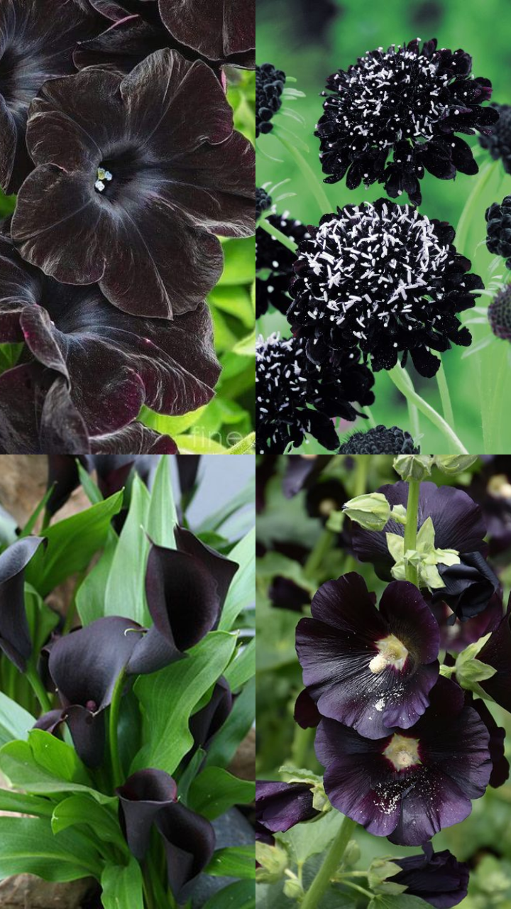 Naturally Black Flowers 30 Beautiful Green Flowers To Scatter Around