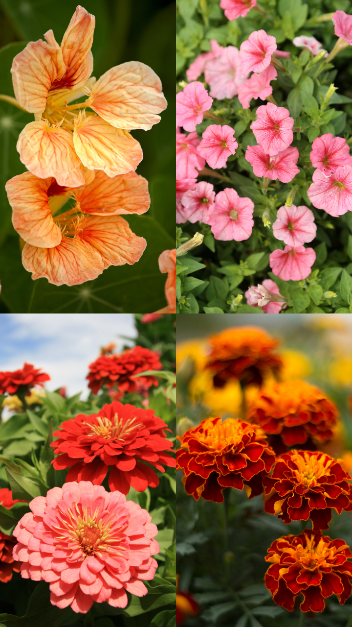 Flowers That Keep Bugs Away
