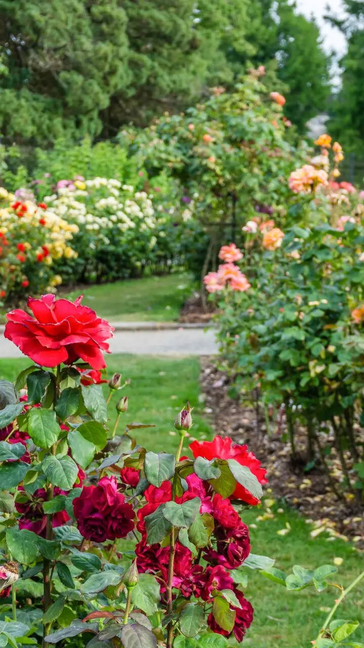 Beautiful Rose Gardens Of The World Barbra Streisand Names New Pink