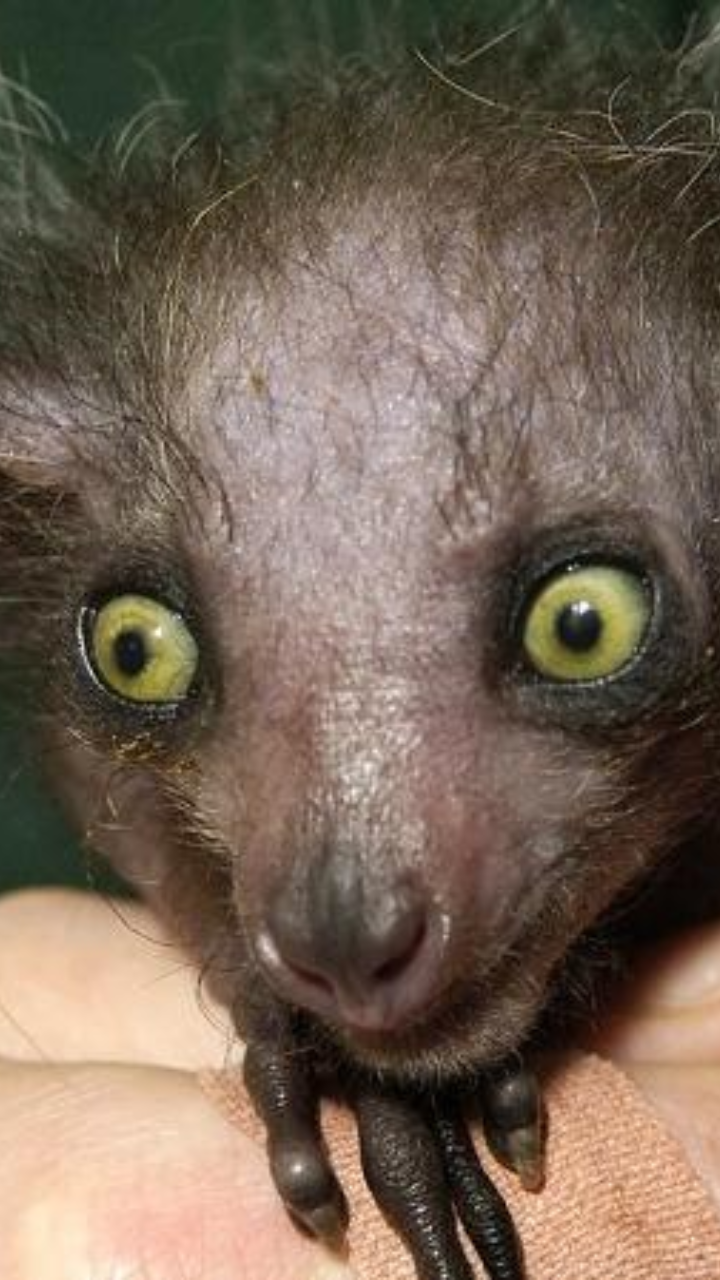 Scary Animal Pictures