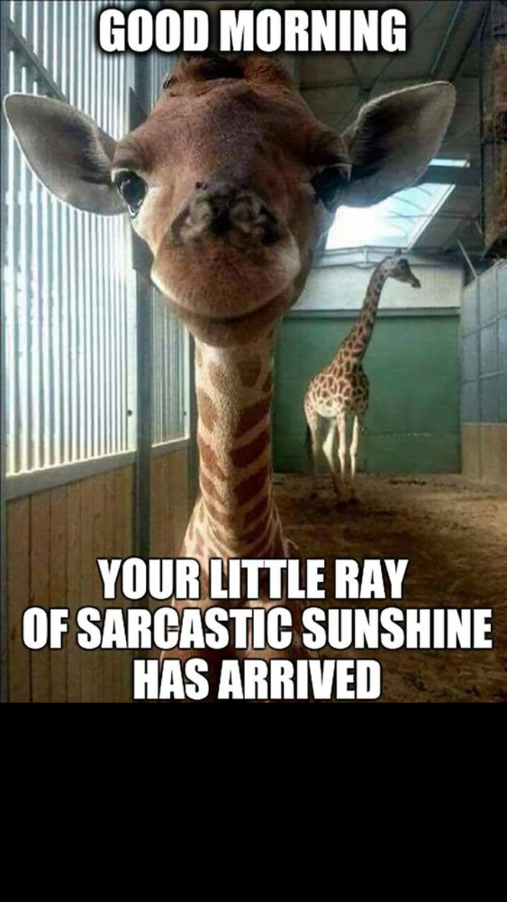 Good Morning Friday Funny Work Memes 30+ Funny Good Morning Memes In