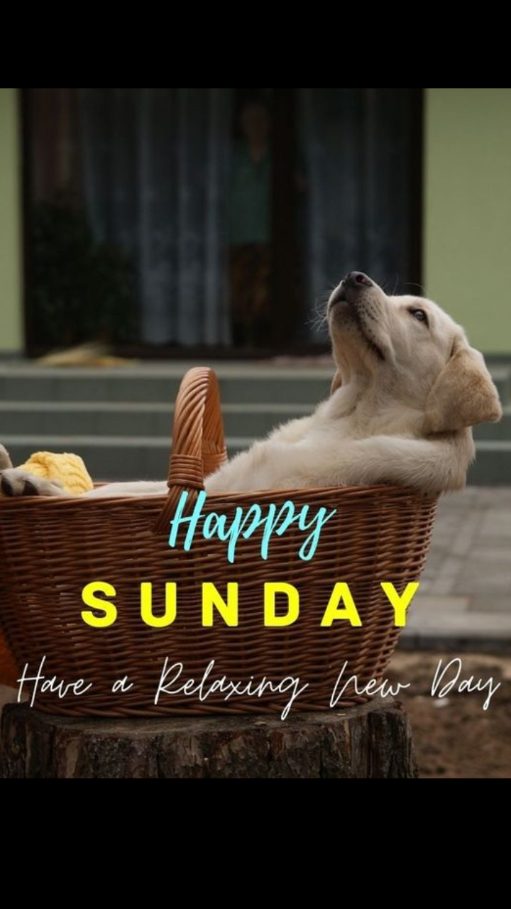 Sunday Fun Quotes 170+ Funny Sunday Quotes To Make Your Day Even