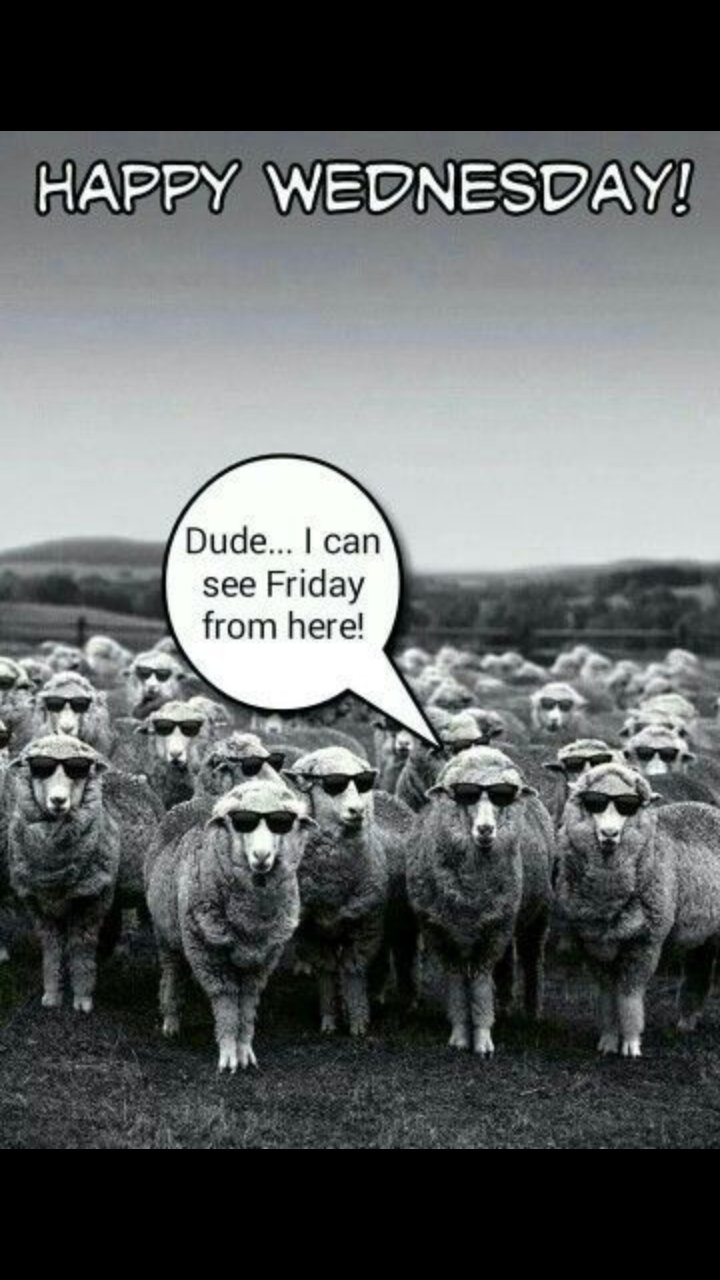 Good Morning Wednesday Meme Good Morning Wednesday Funny 2025