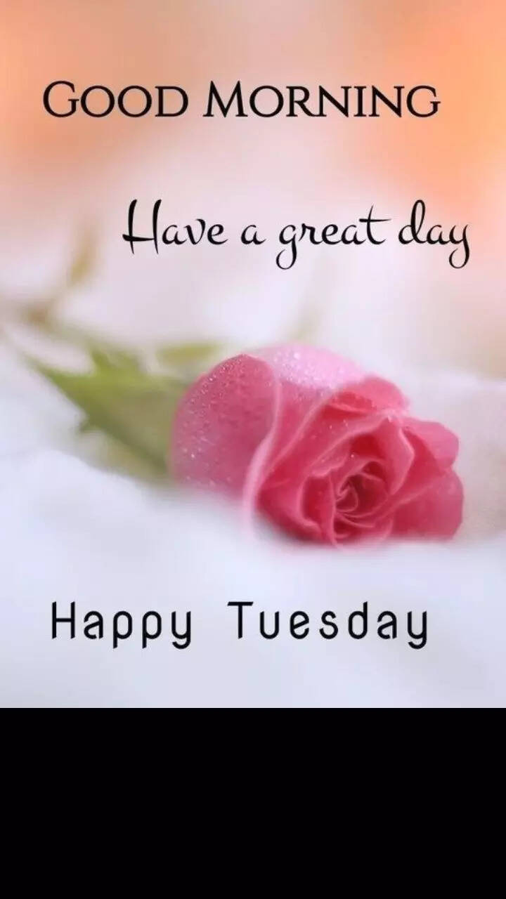 Good Morning Happy Tuesday Flowers Solve Good Morning Happy Tuesday!