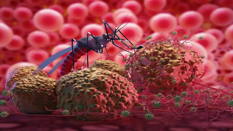 Got dengue? Avoid these critical mistakes for a speedy recovery
