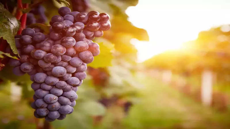 Here are all the ways in which grapes are beneficial for your skin and ...