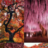 8 Most Beautiful Trees In America 15 Of The Most Remarkable Trees In