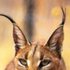 Animals Big Ears