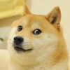 Doge Origin Memes Famous Dog Behind Doge Meme And Dogecoin Celebrates