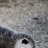 Opossum Playing Dead