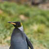 All Black King Penguin