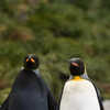 All Black King Penguin