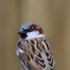 How to Attract Sparrows: Easy Tips for a Bird-Friendly Garden - Birds