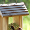 How to Attract Sparrows: Easy Tips for a Bird-Friendly Garden - Birds