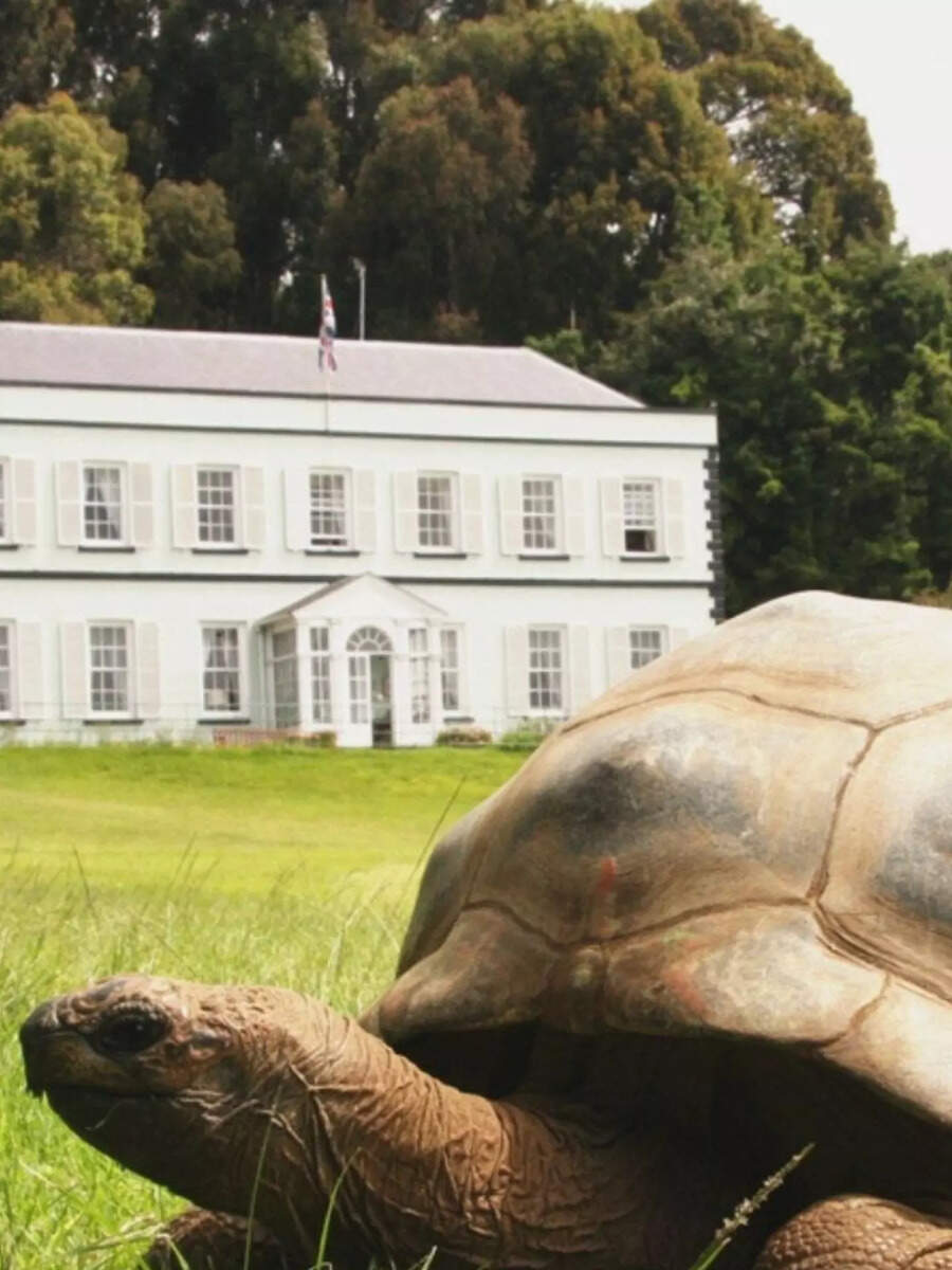 Jonathan the Tortoise at 191: Meet the World’s Oldest Land Animal ...