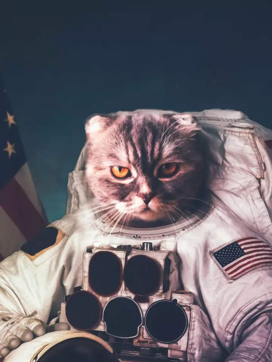 8 of The Most Famous Cats in World History | Times Now