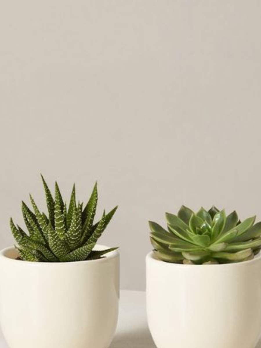 7 best plants to reduce humidity indoors | Times Now