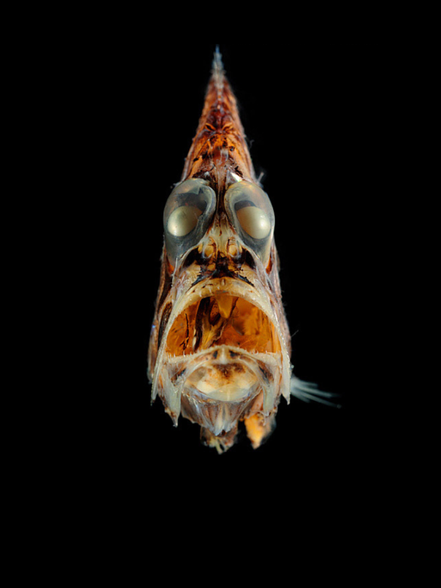 Deep Sea Creatures: 7 Creepy Hunters of the Lightless Abyss | Times Now