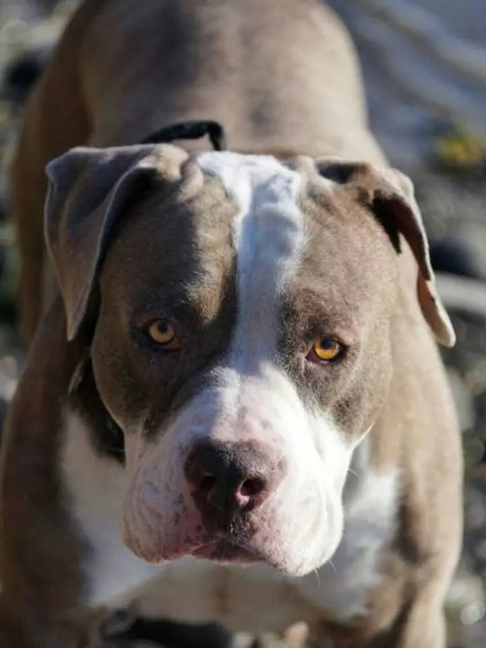 Top 10 Dangerous Dogs