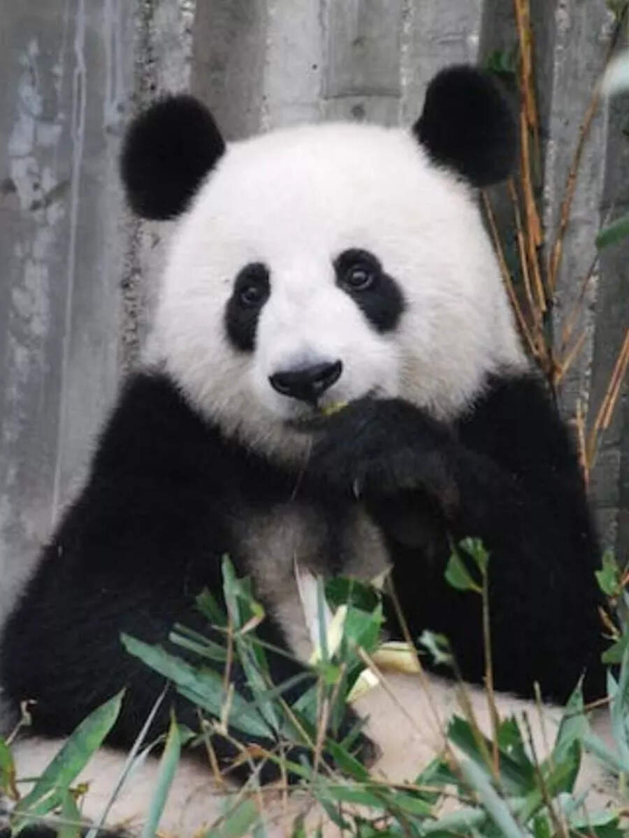 Top 10 Cutest Animals In The World | Times Now