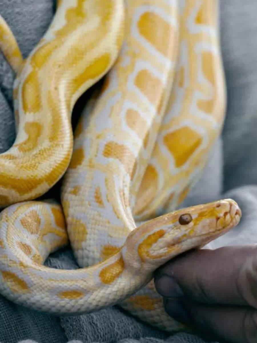 World Snake Day 2023: 10 Fun Facts About Snakes We Bet You Didn’t Know ...