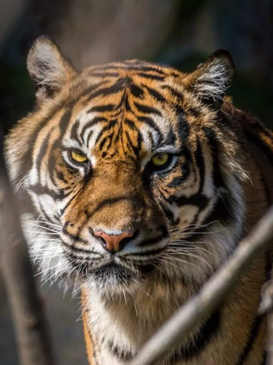 Top 10 Most Dangerous Apex Predators In The World | Times Now