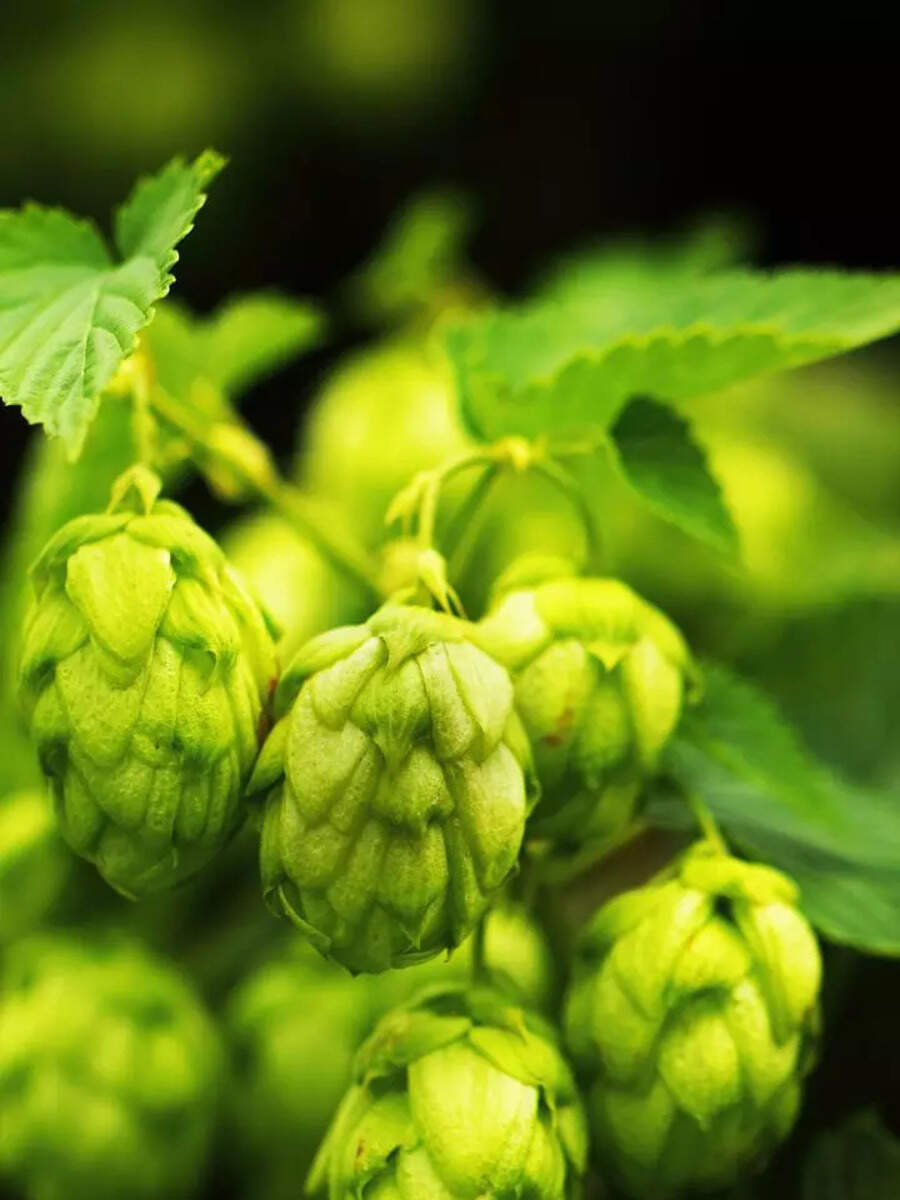 Who eats this? Rs 85000 per kilo! World's MOST EXPENSIVE vegetable ...