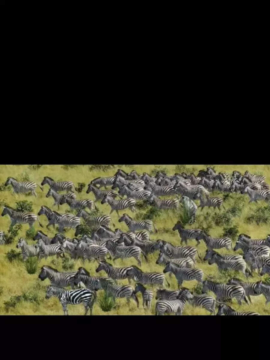 Optical Illusion Test: Spot The Hidden Tiger Among Zebras In 8 Seconds ...