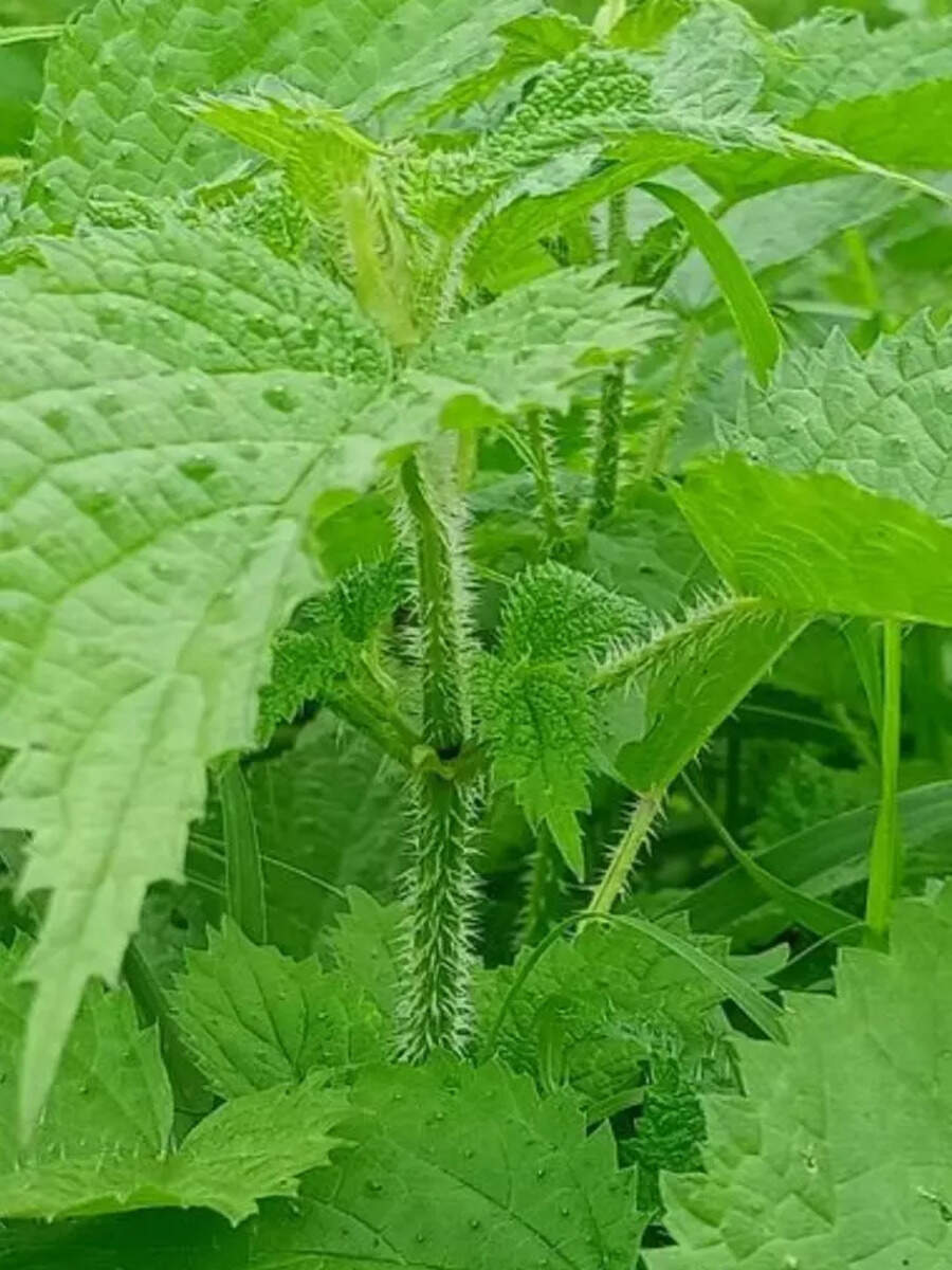 Health Benefits of Bichhu Ghas | Times Now Navbharat