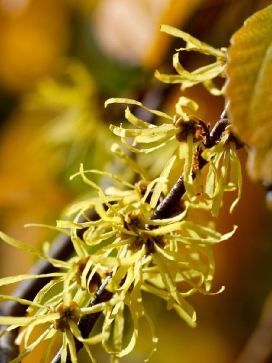 Unlocking Nature's Magic: The Uses Of Witch Hazel | Times Now