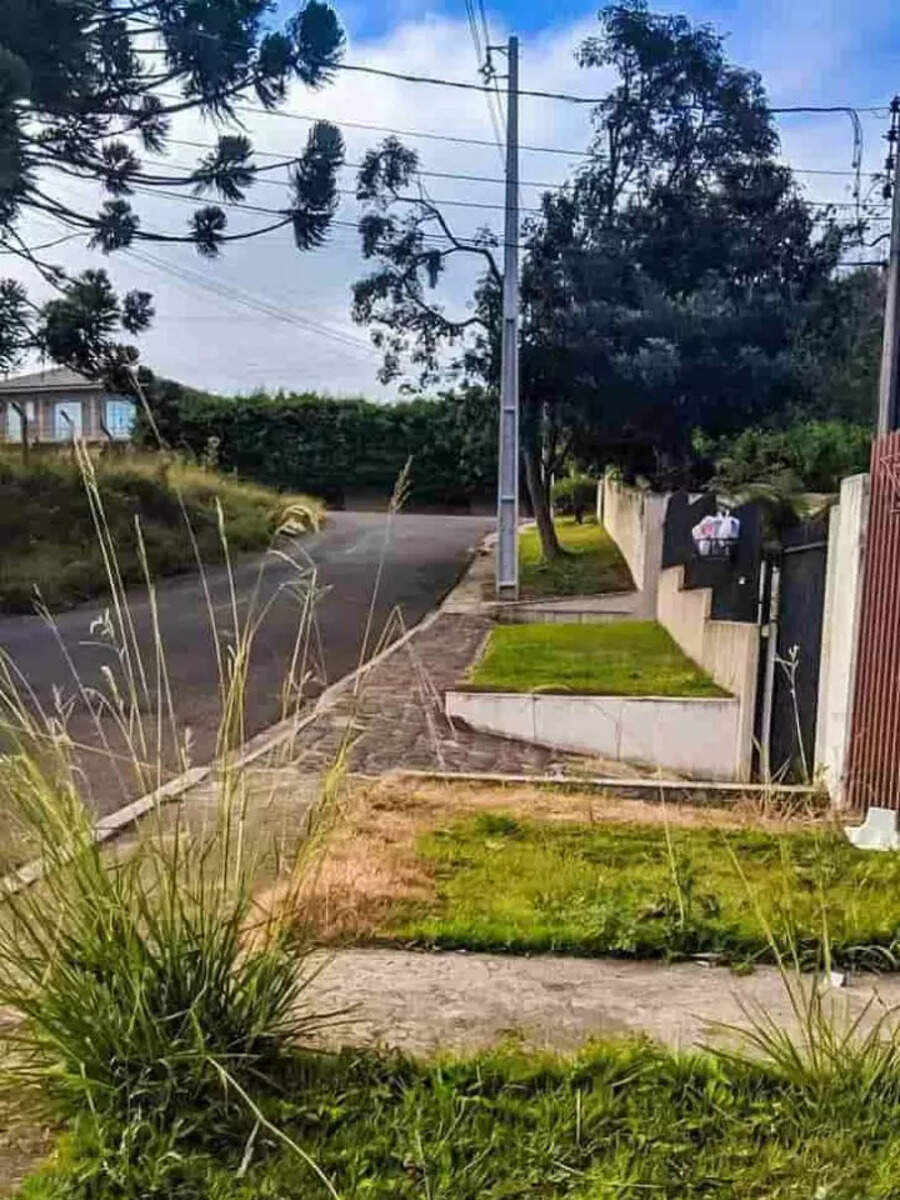 Optical Illusion: Find The Hidden Cat In 6 Seconds! | Times Now