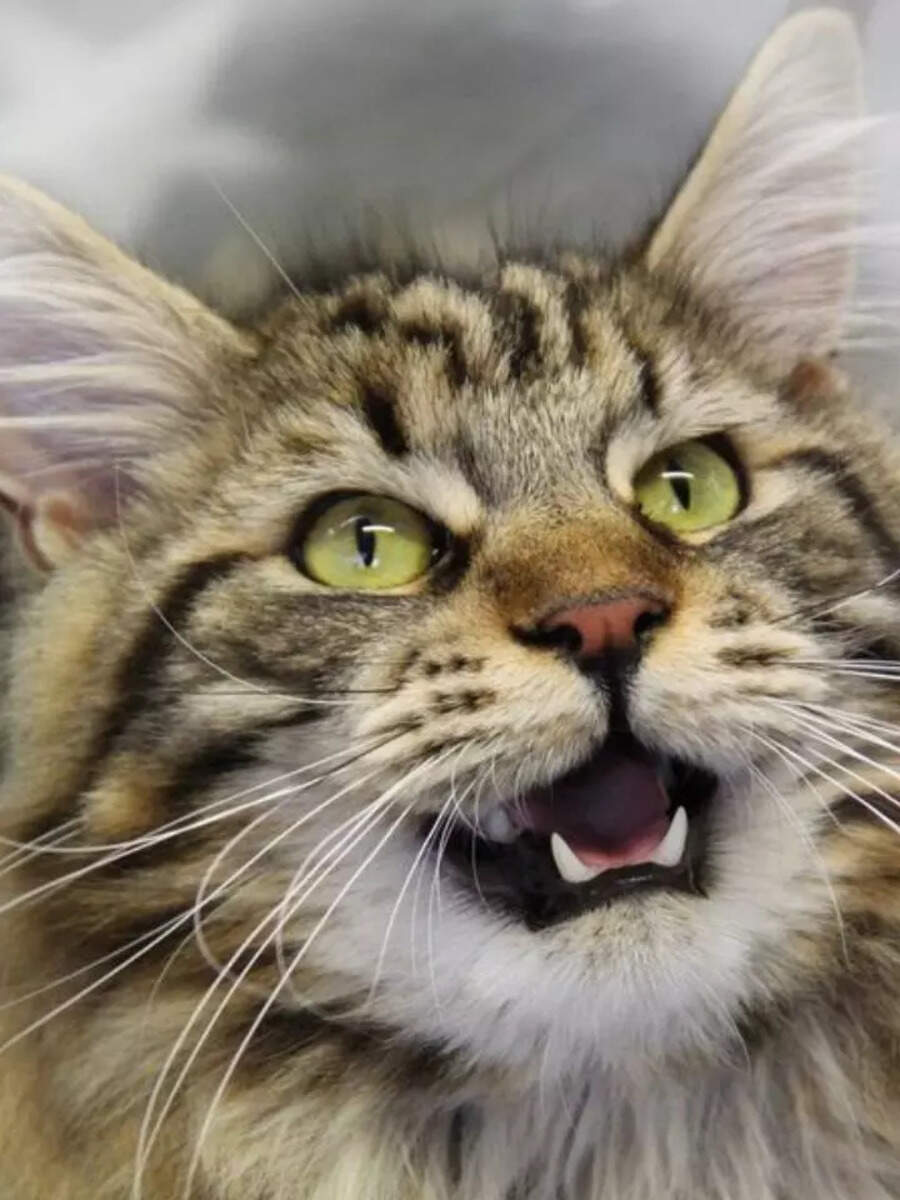 7 Most Aggressive Cat Breeds In The World | Times Now