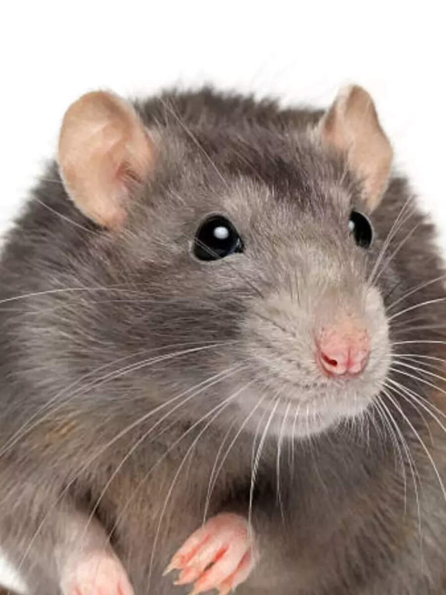 home remedies for rats chuhon se chhutkara paane ke gharelu nuskhe - एक ...