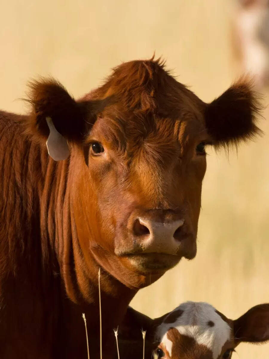 7 Extraordinary Facts About Cows—Yes, Cows! | Times Now