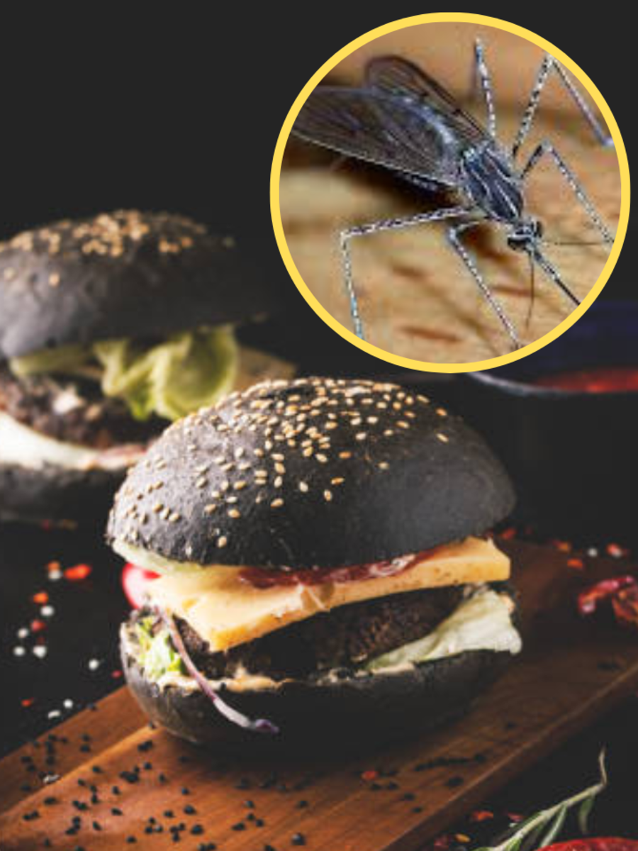 mosquito burger is very famous in this country - प्रोटीन के लिए मच् ...