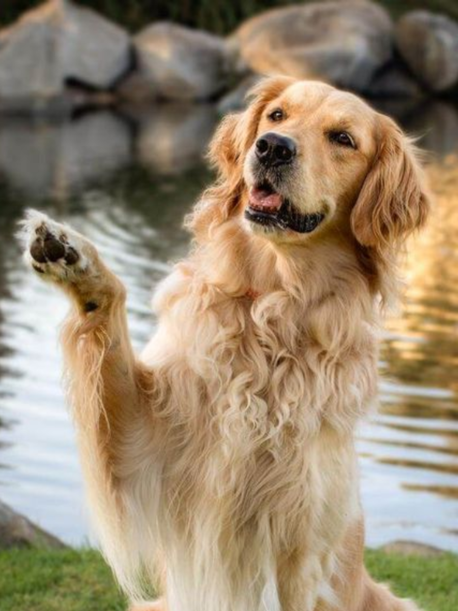 6 Most Kid-Friendly Dog Breeds | Times Now