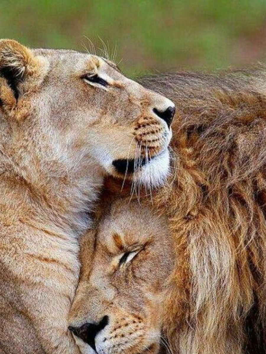 Animals That Display Homosexual Behavior | Times Now