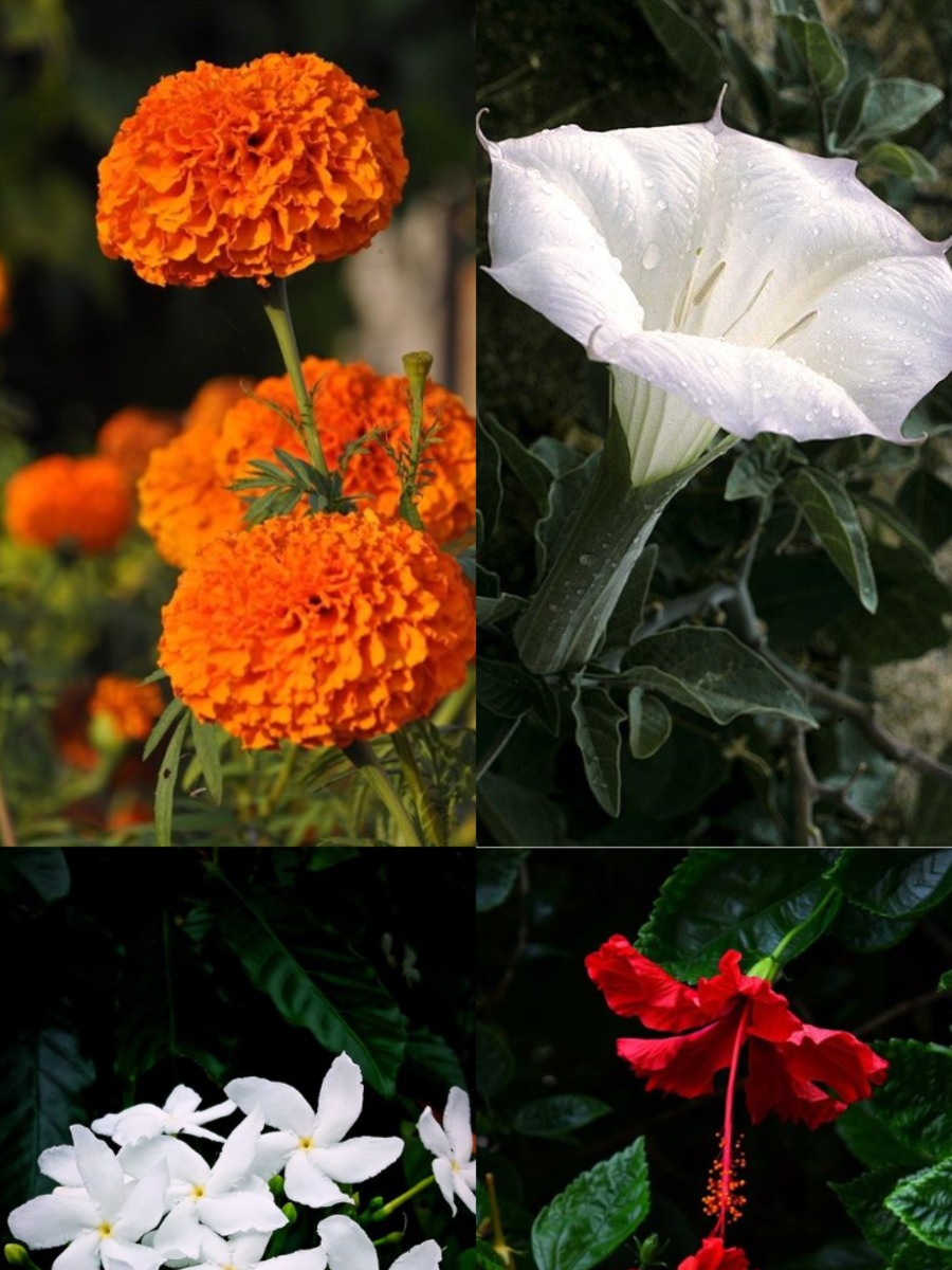 9 Auspicious Plants For your Garden | Times Now